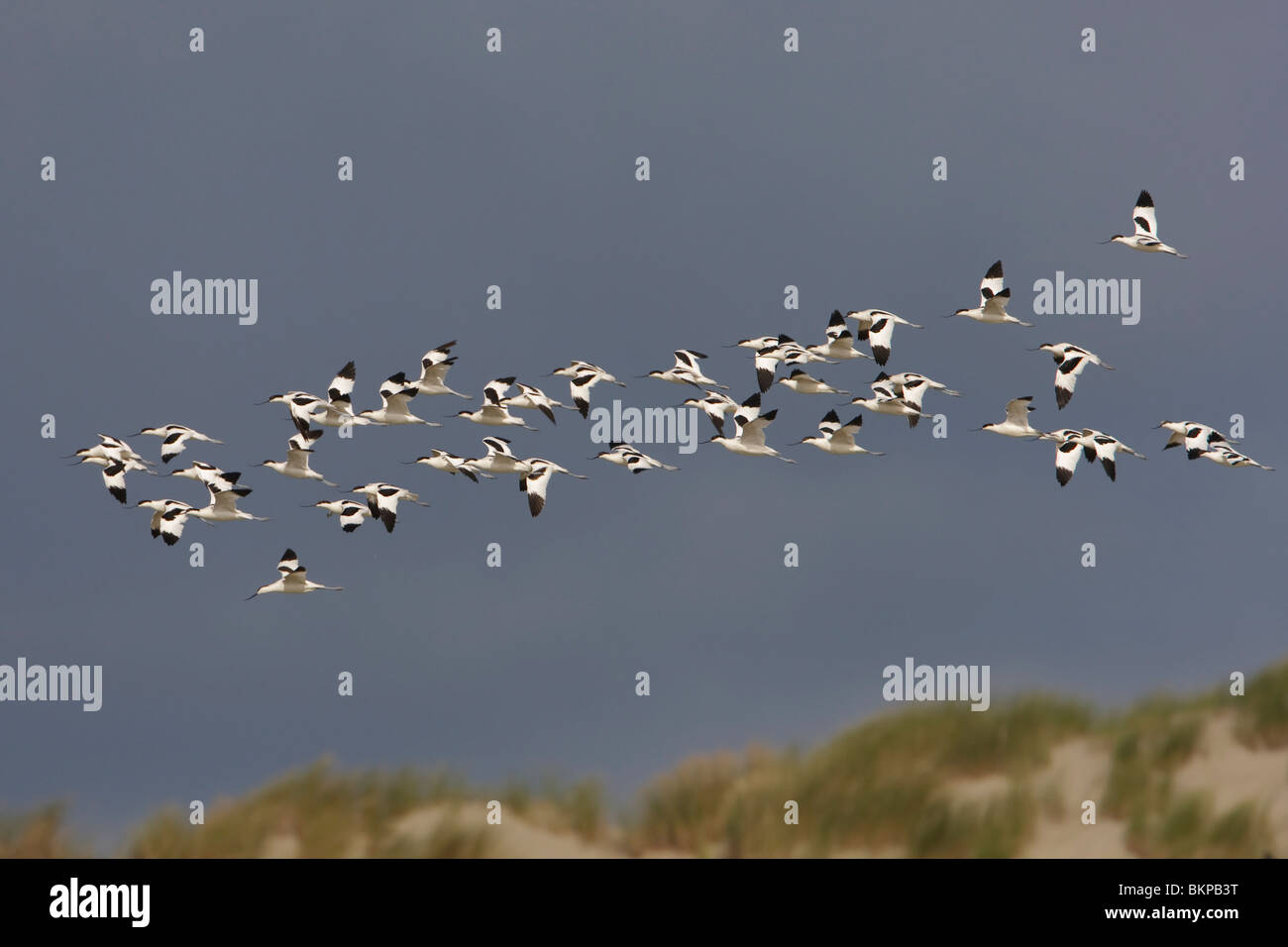 Bird in contrast hi-res stock photography and images - Alamy