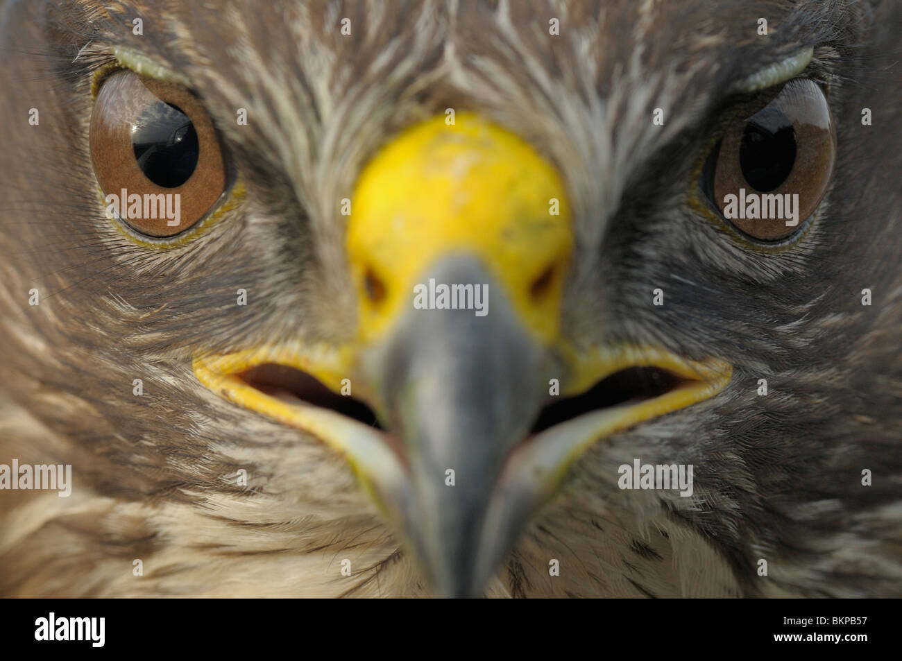 Headshot with front view of an adult Buzzard, caught for banding Stock ...