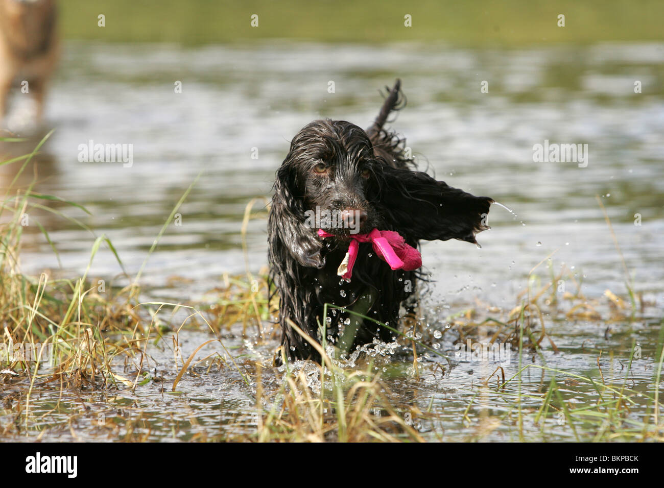 wet English Cocker Spaniel Stock Photo - Alamy