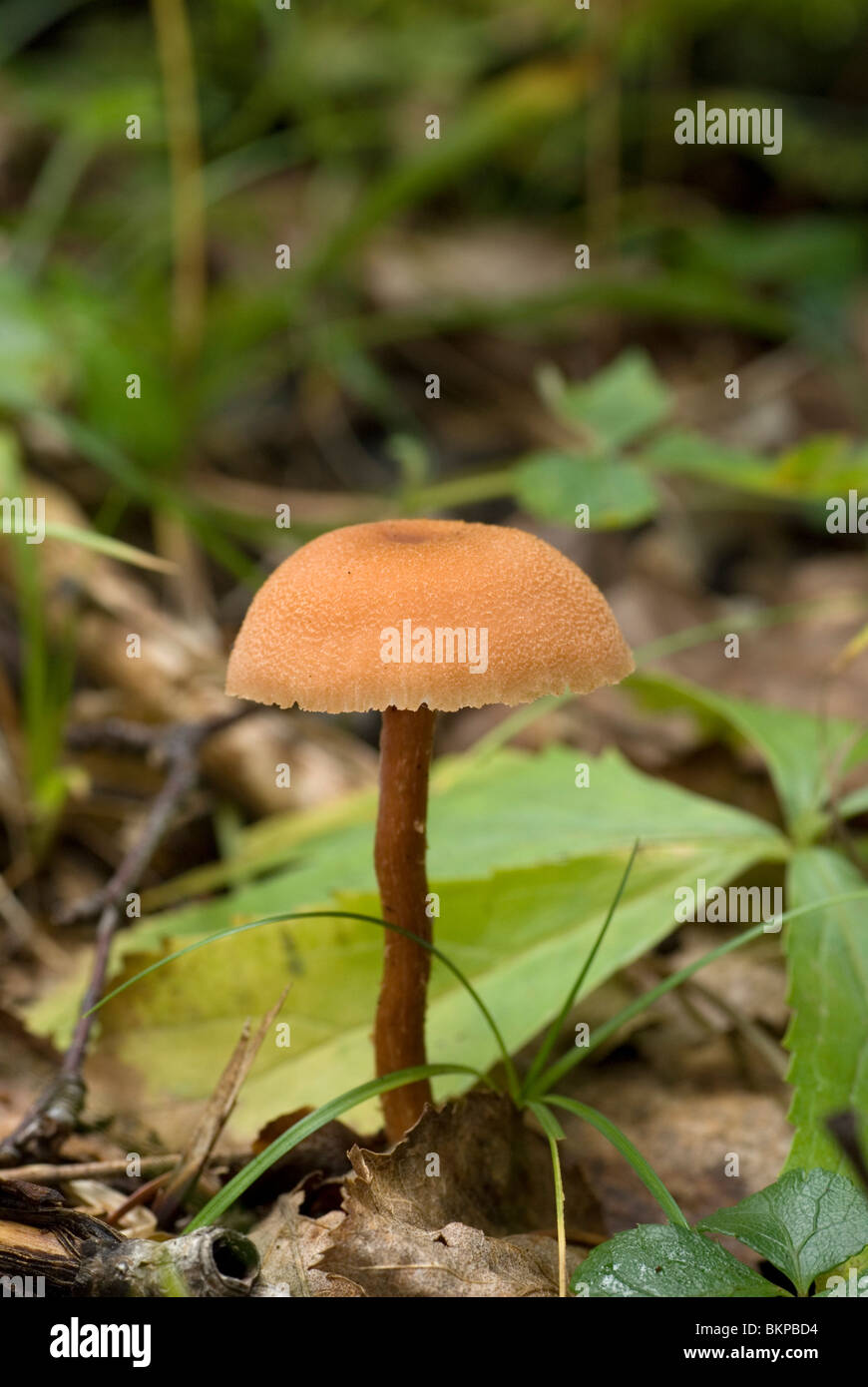 A Common Laccaria on the forest floor Stock Photo - Alamy