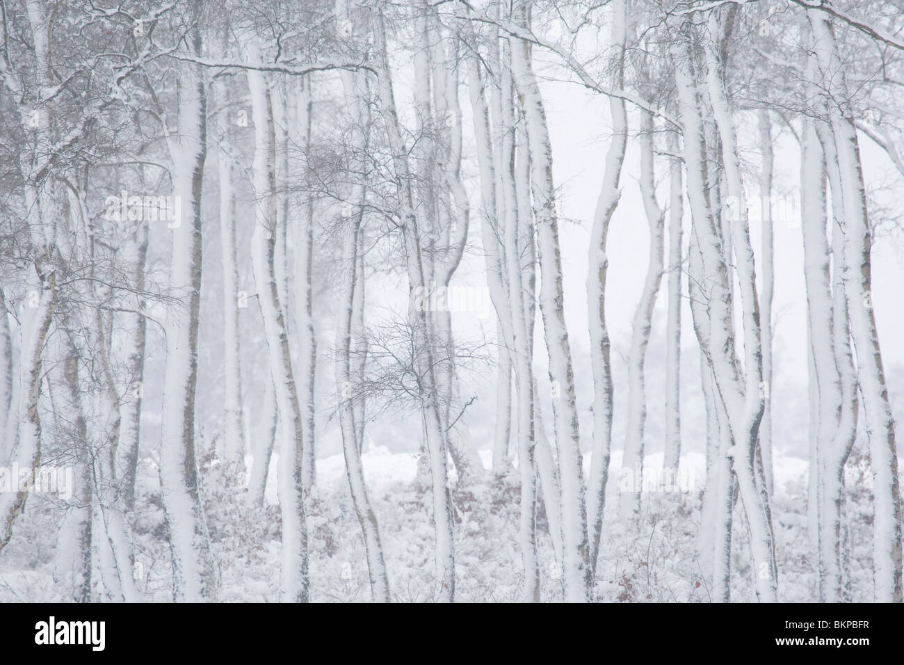 Birch trees snow hi-res stock photography and images - Alamy
