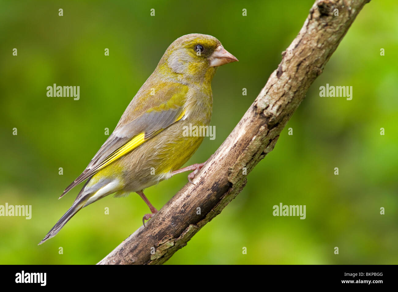 Male greenfinch hi-res stock photography and images - Alamy