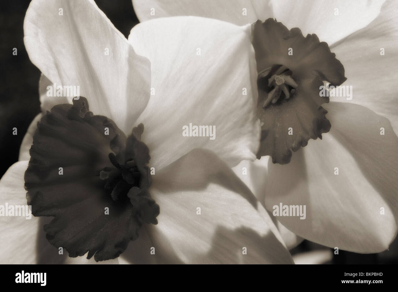 Narcissus "Geranium" aka Daffodil Stock Photo - Alamy