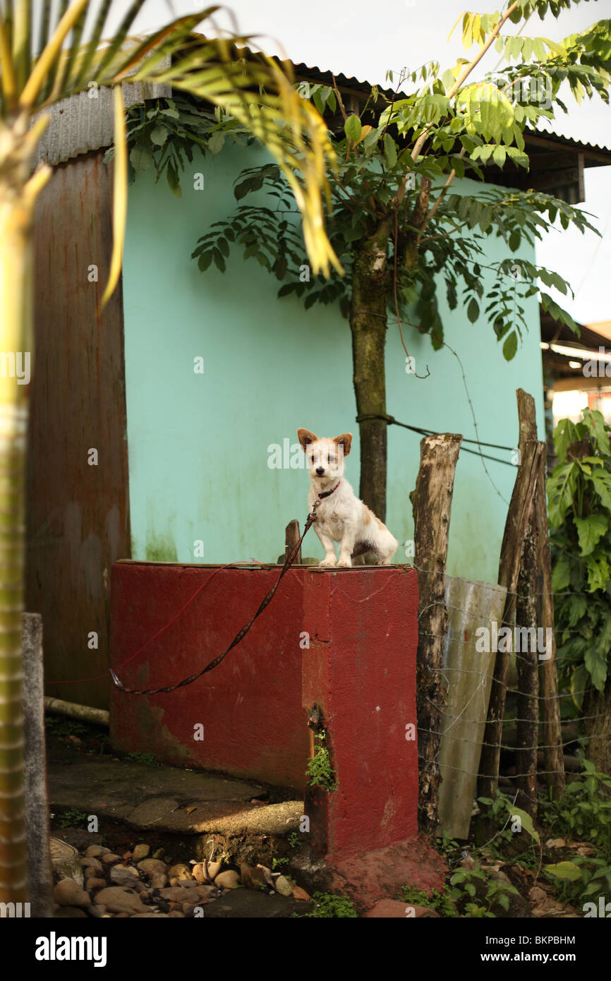 A cute dog sitting on top of a stoop Stock Photo - Alamy