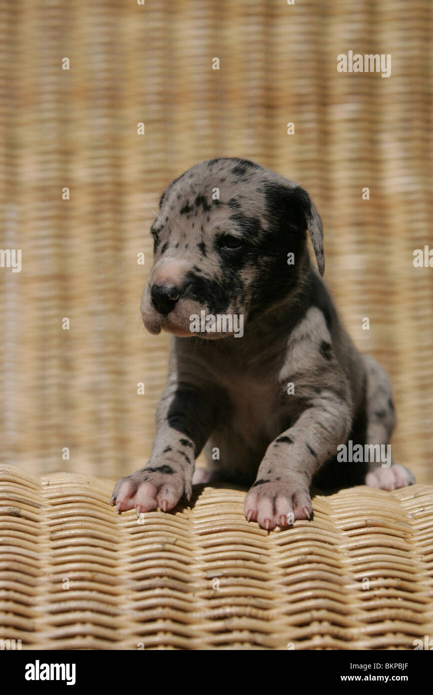 Great Dane Puppy Stock Photo - Alamy