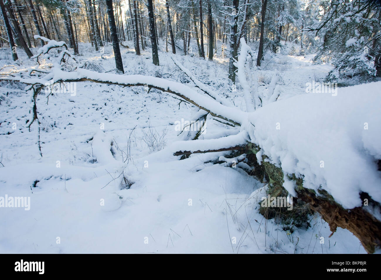 Snow covered pine forest in National park the Hoge Veluwe Stock Photo ...