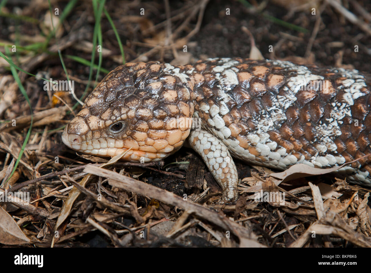 Shingleback skink hi-res stock photography and images - Alamy