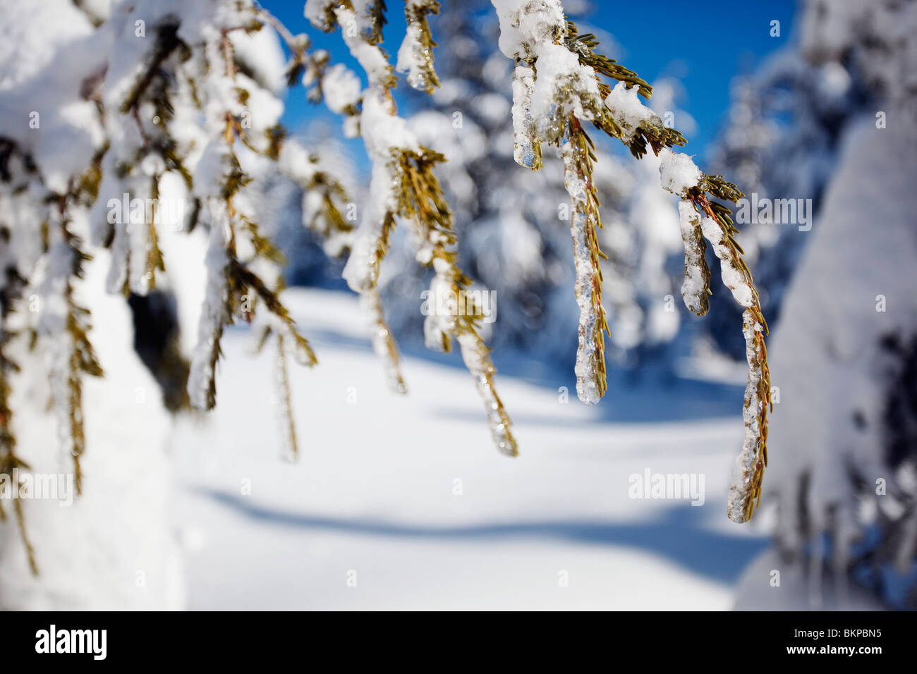 Oregon Cascades, Oregon, United States Of America; Fresh Winter Snow On ...