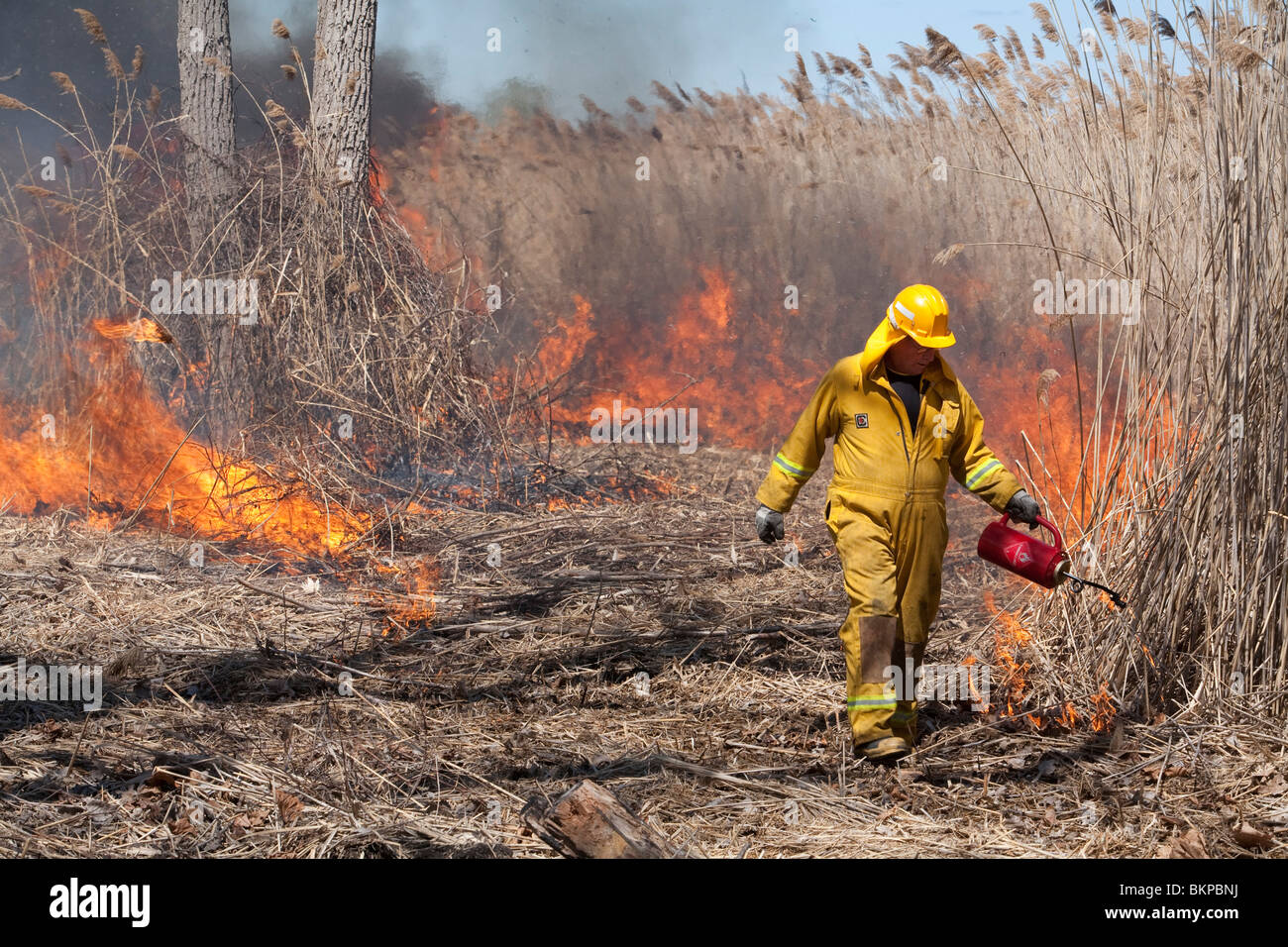 Prescribed Burn to Eliminate Invasive Giant Reed in Michigan Park Stock ...