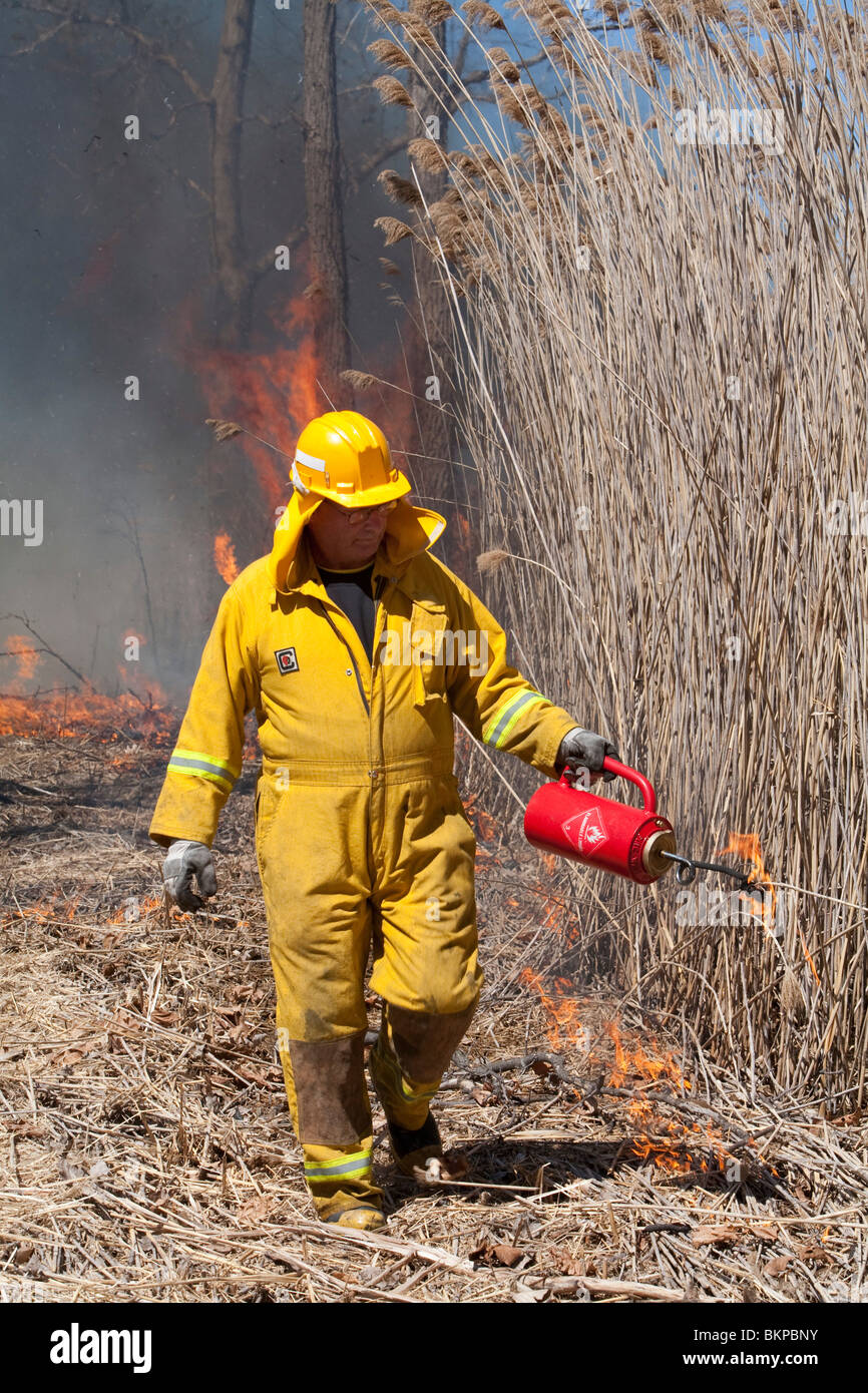 Prescribed Burn to Eliminate Invasive Giant Reed in Michigan Park Stock ...