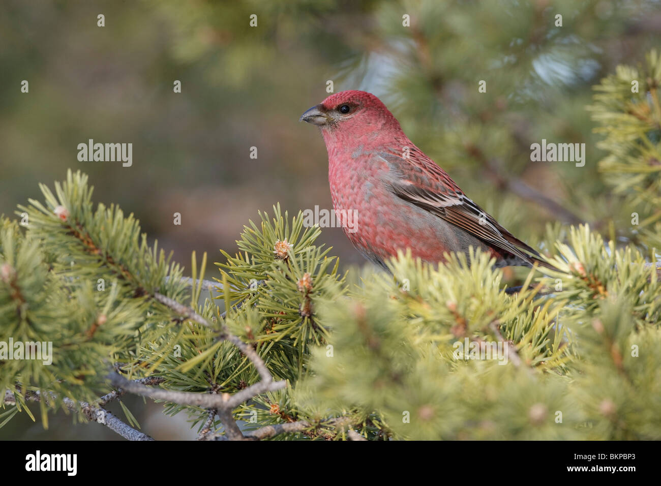 In pine; In den Stock Photo - Alamy