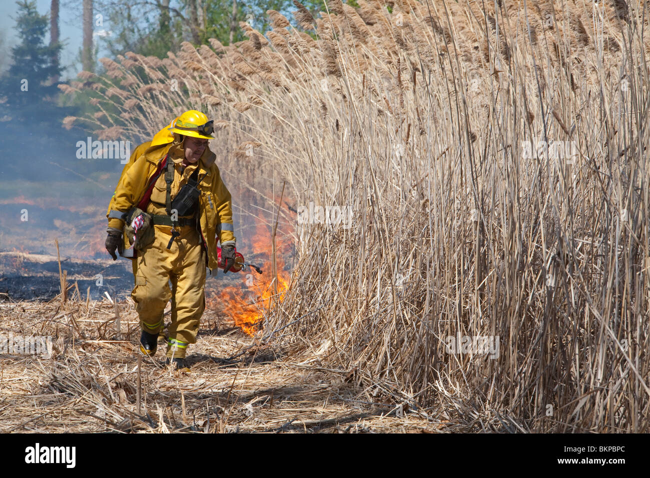 Prescribed Burn to Eliminate Invasive Giant Reed in Michigan Park Stock ...