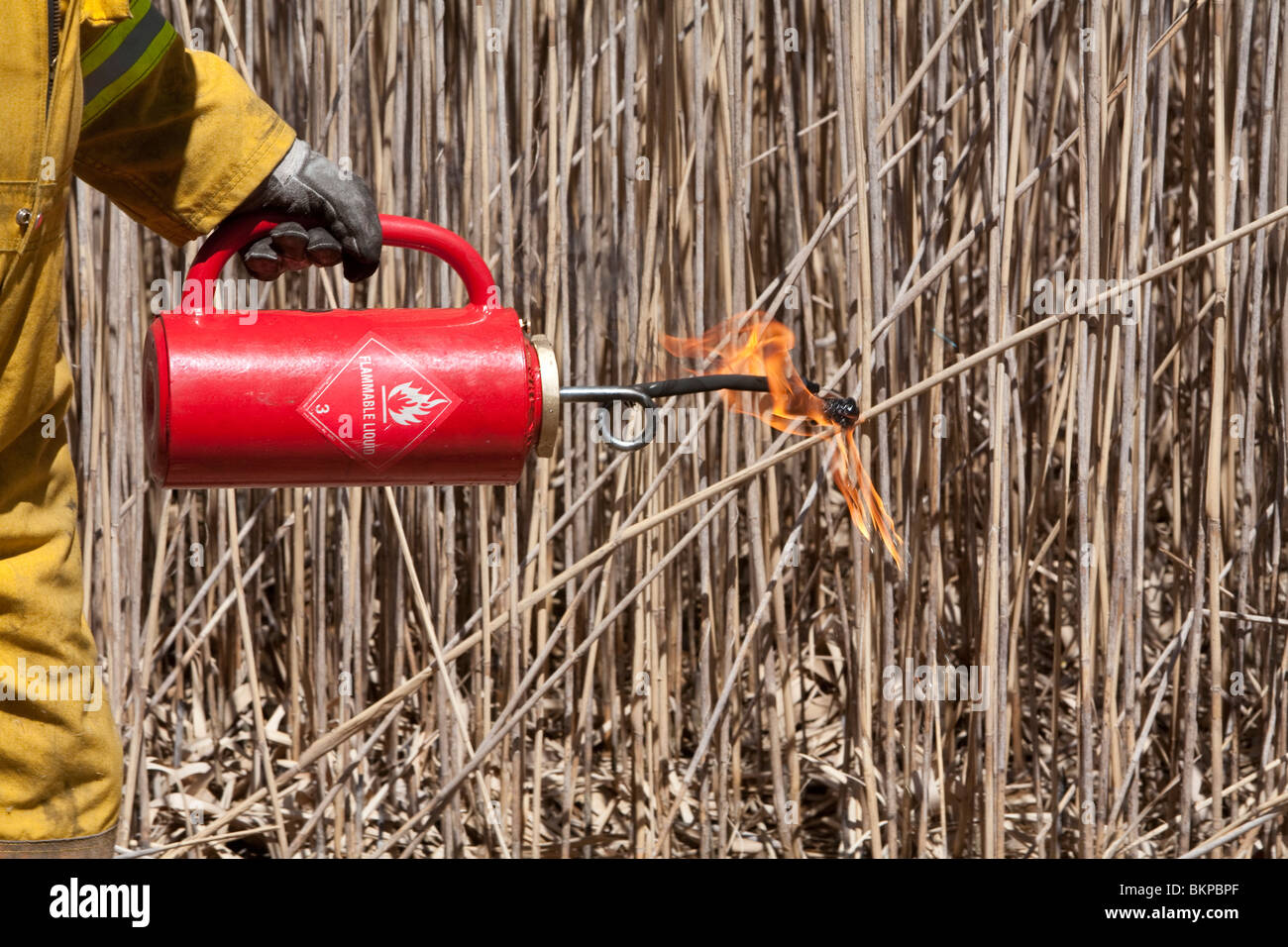 Prescribed Burn to Eliminate Invasive Giant Reed in Michigan Park Stock ...