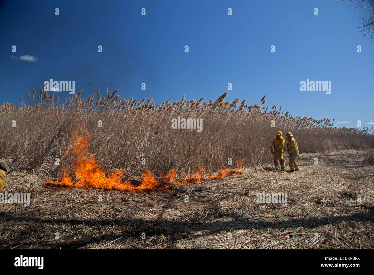 Prescribed Burn to Eliminate Invasive Giant Reed in Michigan Park Stock ...