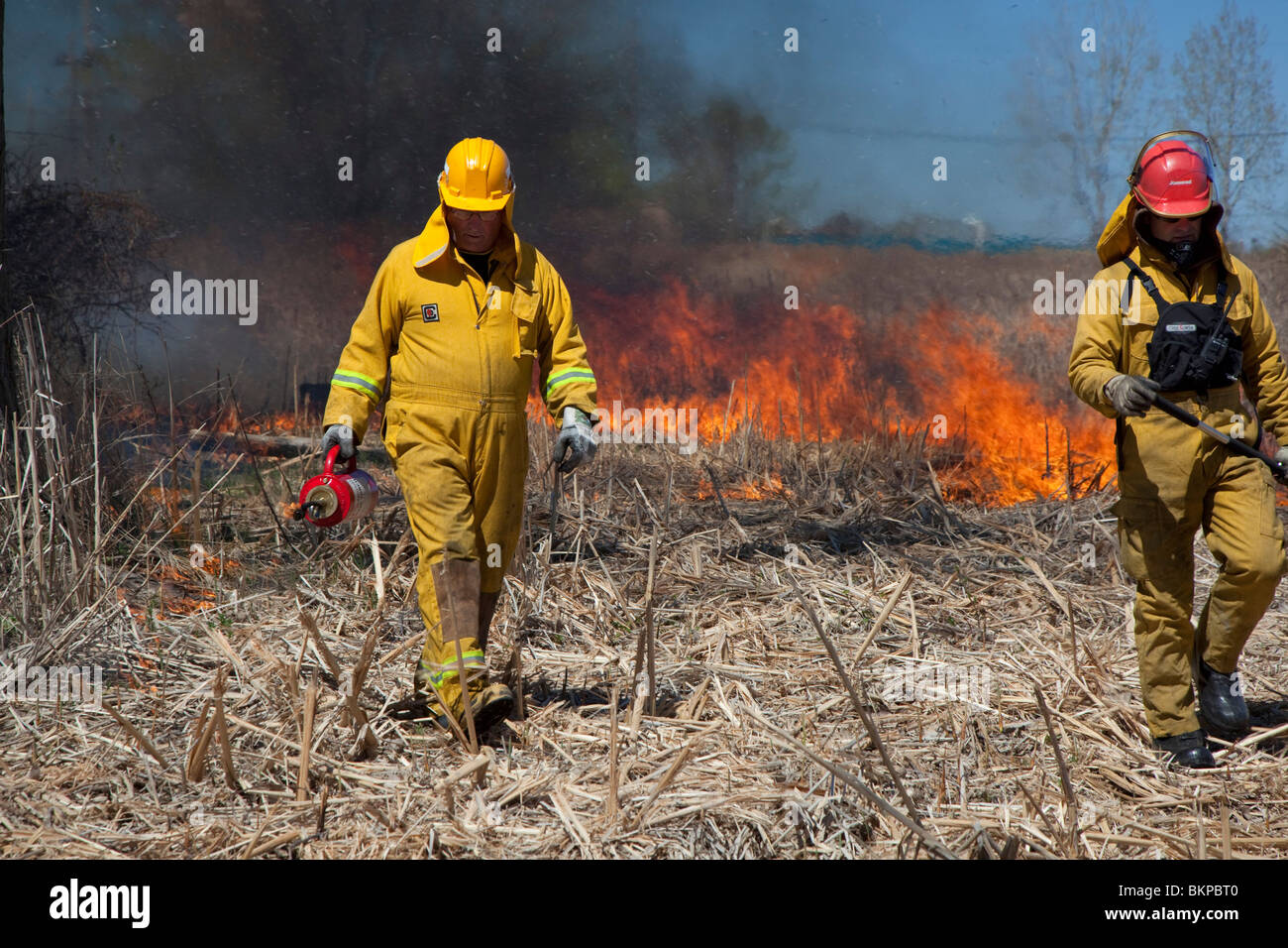 Prescribed Burn to Eliminate Invasive Giant Reed in Michigan Park Stock ...