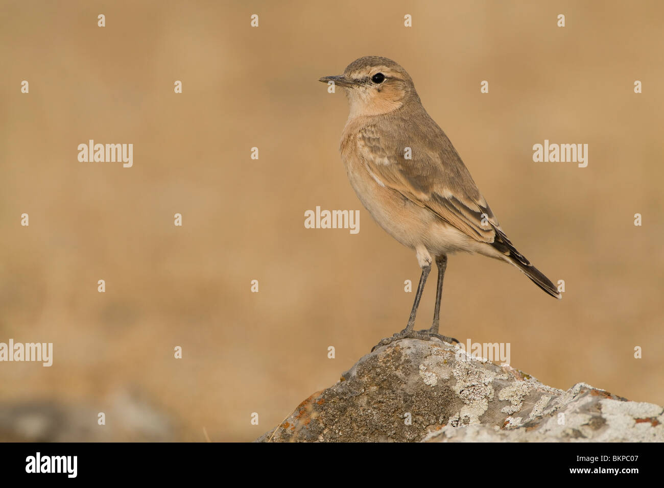 Juvenile female wheatear hi-res stock photography and images - Alamy
