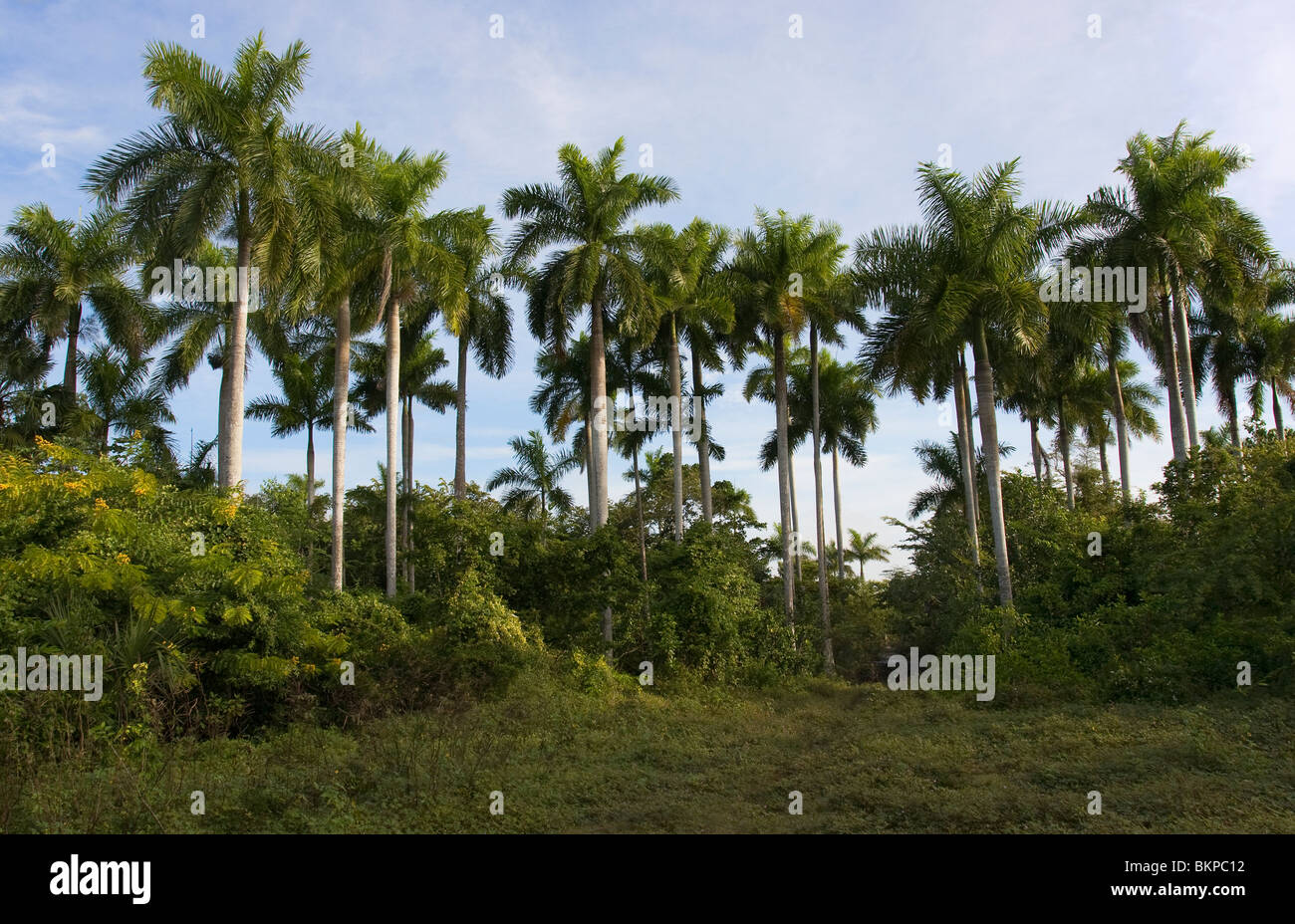 CUBAN ROYAL PALMS (Roystonea regia) Cienaga de Zapata swamp, Cuba Stock ...
