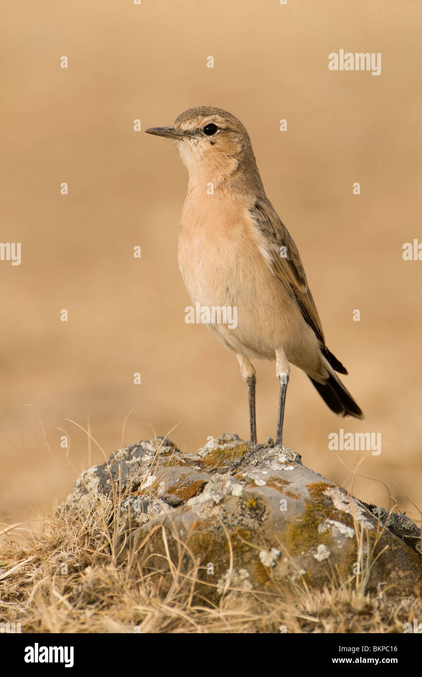 Juvenile female wheatear hi-res stock photography and images - Alamy