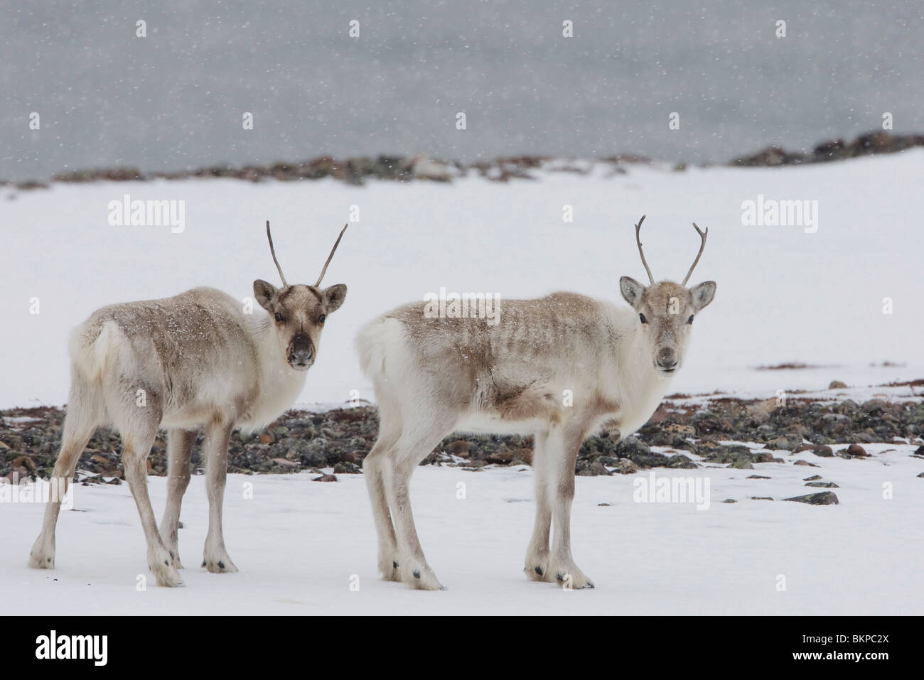 Two reindeer in the snow Stock Photo - Alamy