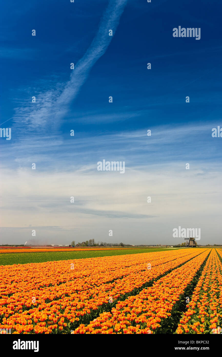 Flowers and windmills from Holland Stock Photo - Alamy