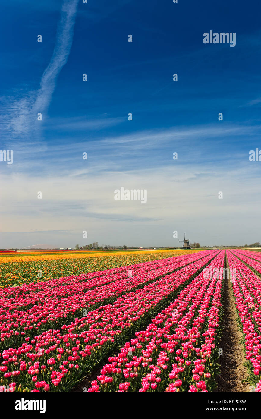 Flowers and windmills from Holland Stock Photo - Alamy