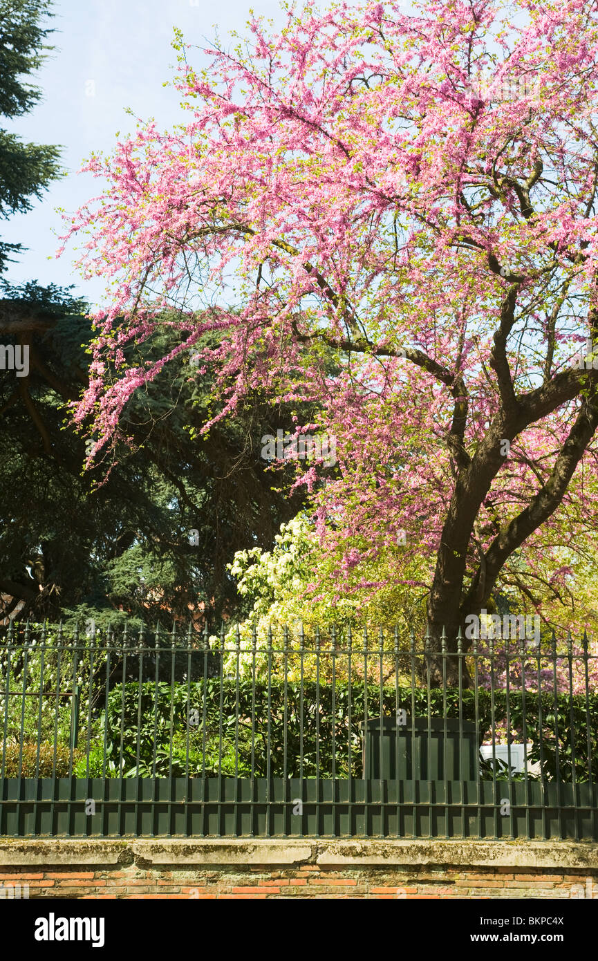 Beautiful Pink Cherry Blossom Flowers in Allees Verdier by Jardin du ...