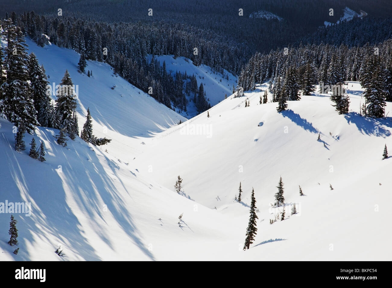 Oregon Cascades, Oregon, United States Of America; Fresh Winter Snow On ...