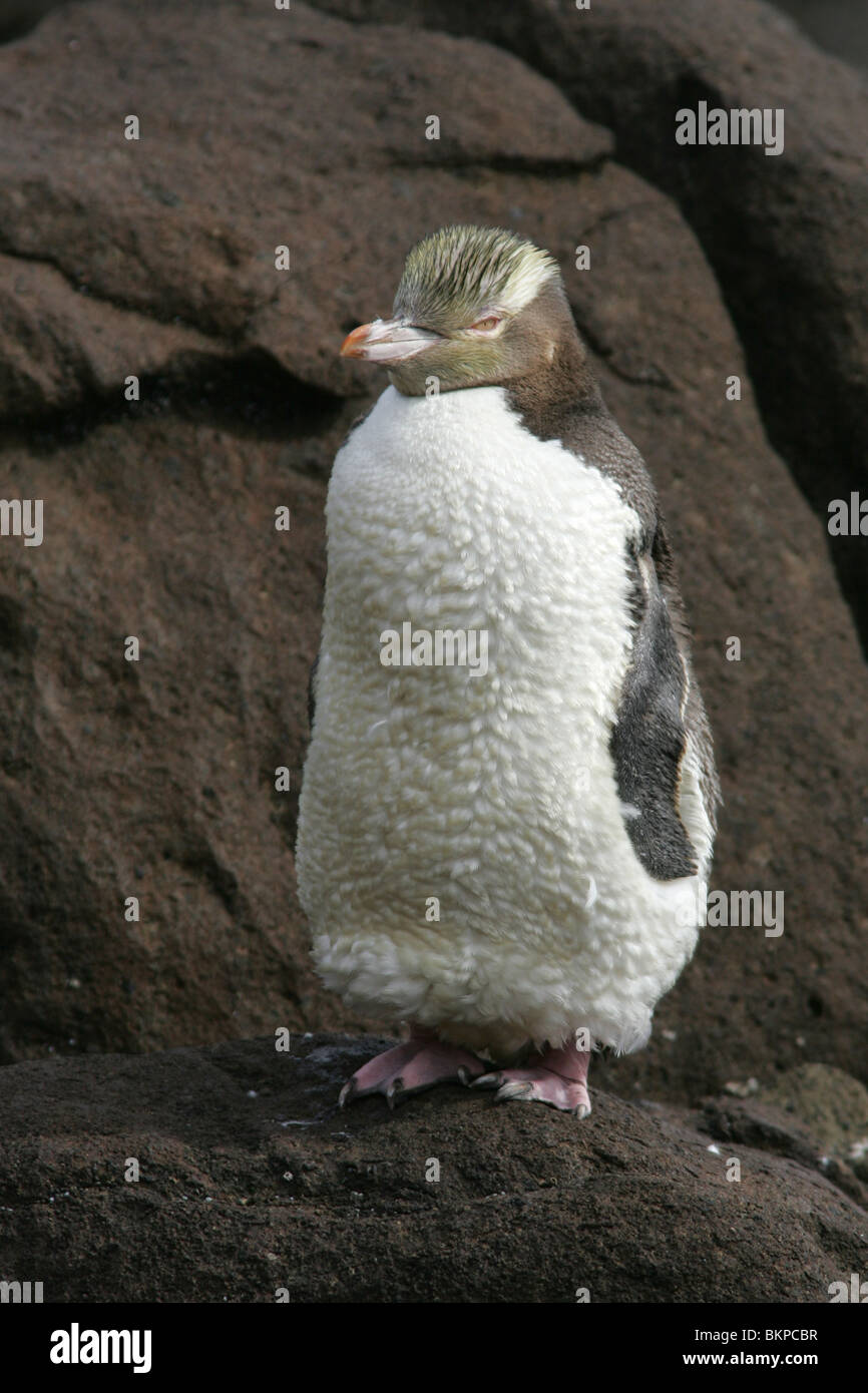 Pinguin feet hi-res stock photography and images - Alamy
