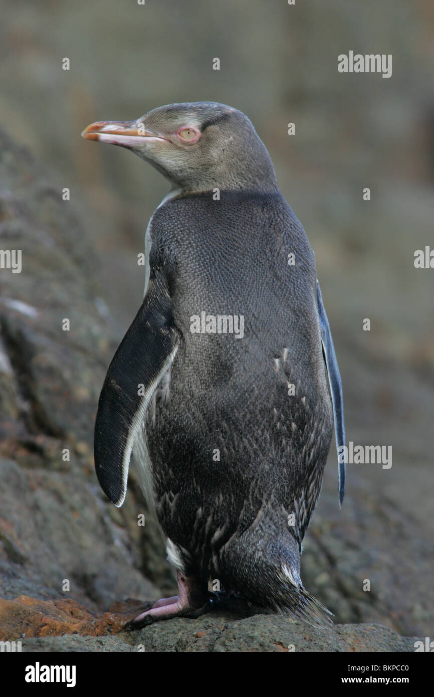Pinguin feet hi-res stock photography and images - Alamy