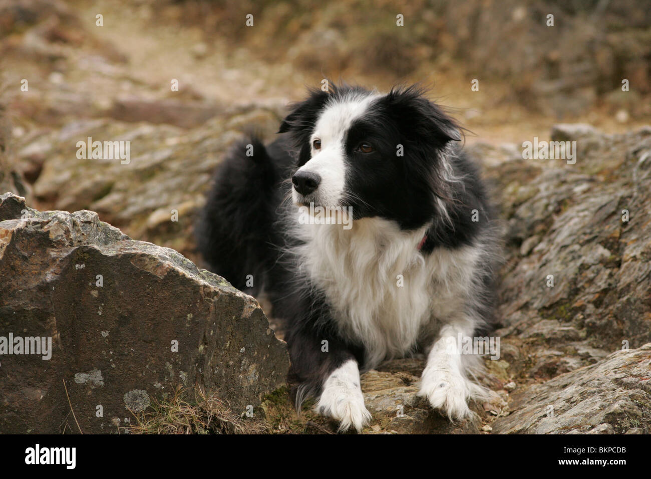 female Border Collie Stock Photo - Alamy