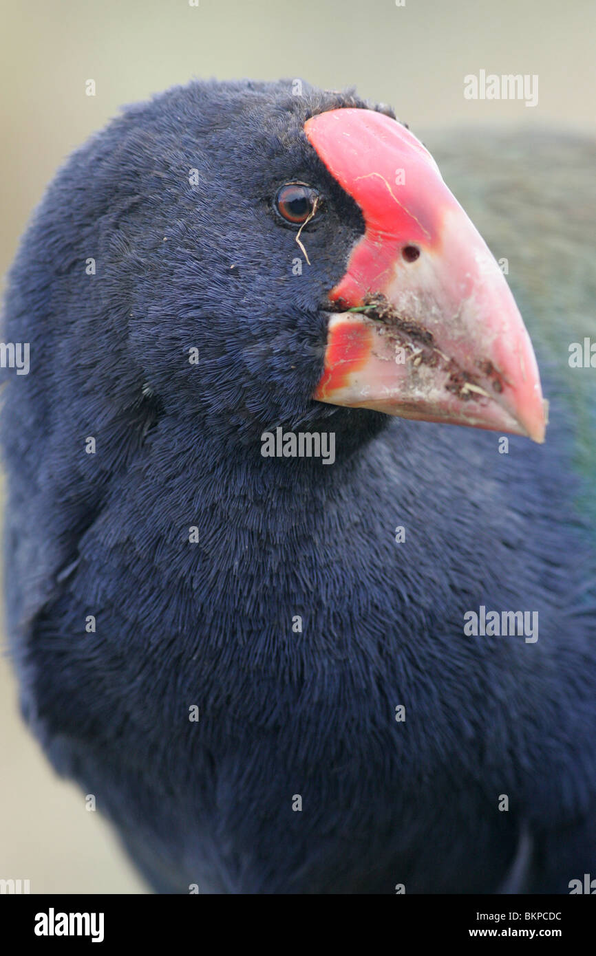 Almost extinct bird hi-res stock photography and images - Alamy
