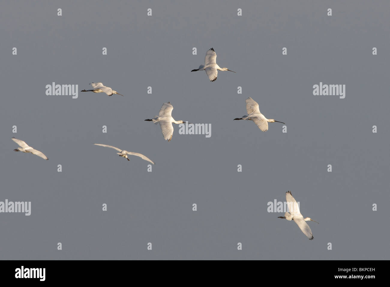 Arriving group; Arriverend groepje Stock Photo - Alamy