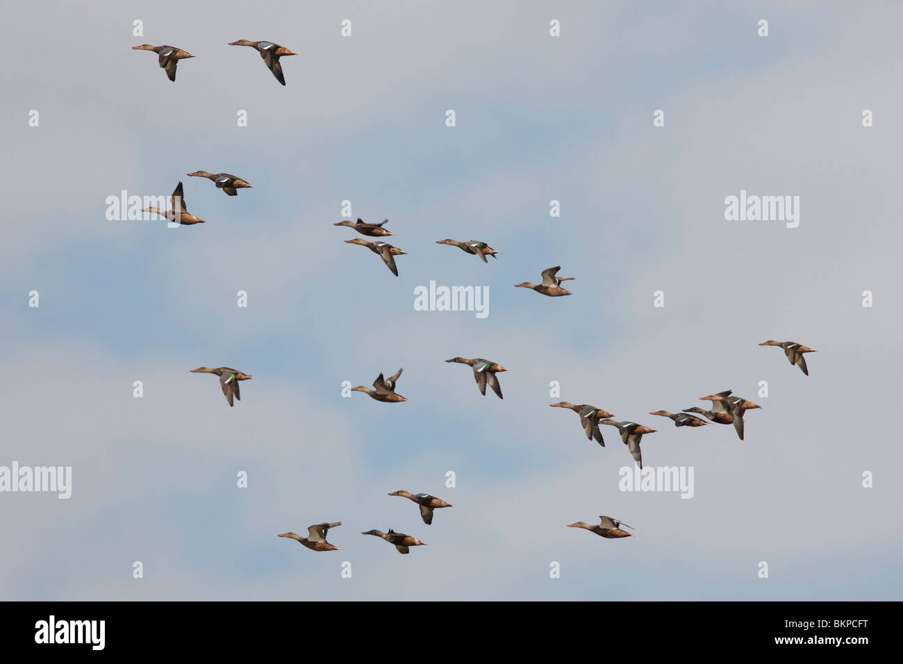 Vliegende groep hi-res stock photography and images - Alamy