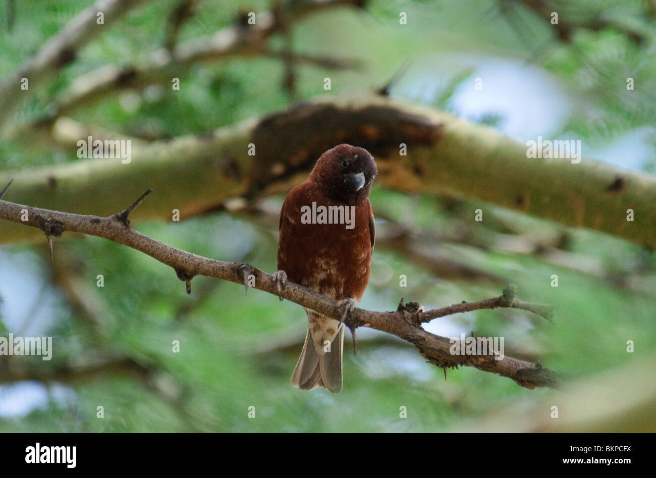 Chestnut Sparrow Passer eminibey Stock Photo - Alamy