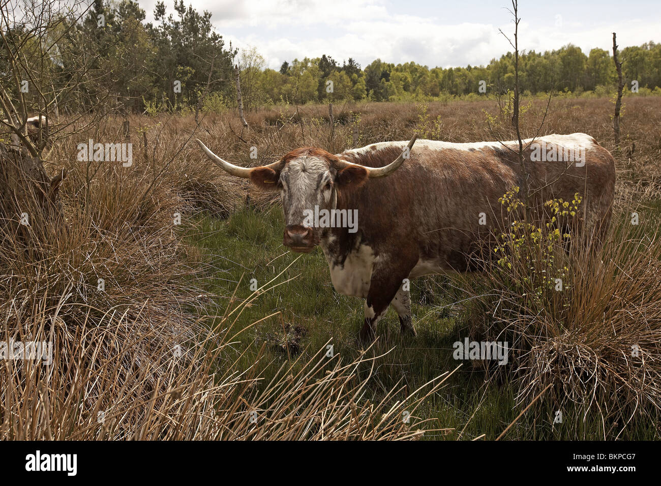 English longhorn cows hi-res stock photography and images - Alamy