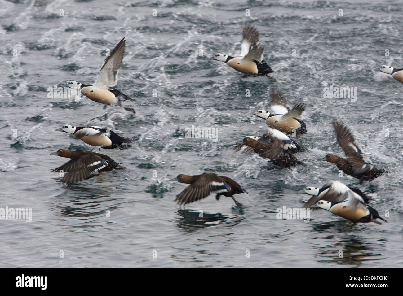 Flighting group 2 2 hi-res stock photography and images - Alamy