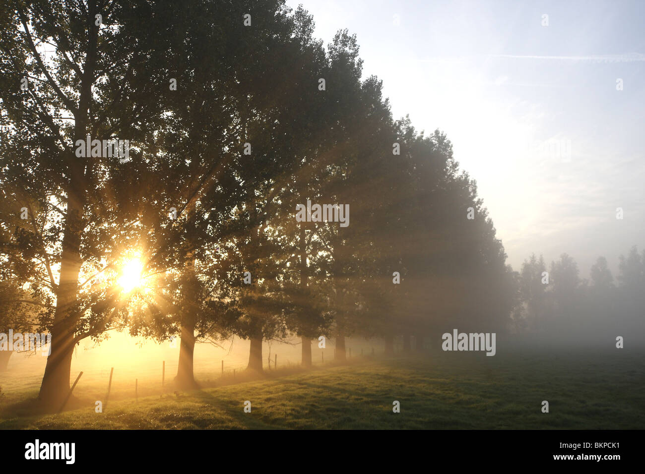 Rij van Populieren (Populus sp.) bij zonsopgang en mist, België Row of ...