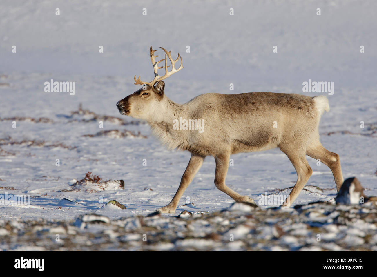 On the tundra; Op de toendra Stock Photo - Alamy