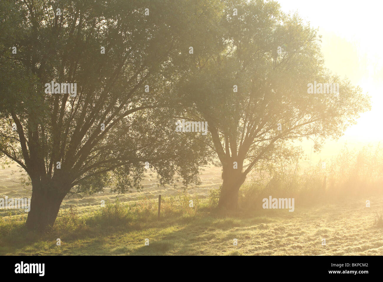 Row of pollard willows (Salix sp.) with sunrise and mist, Belgium Stock ...