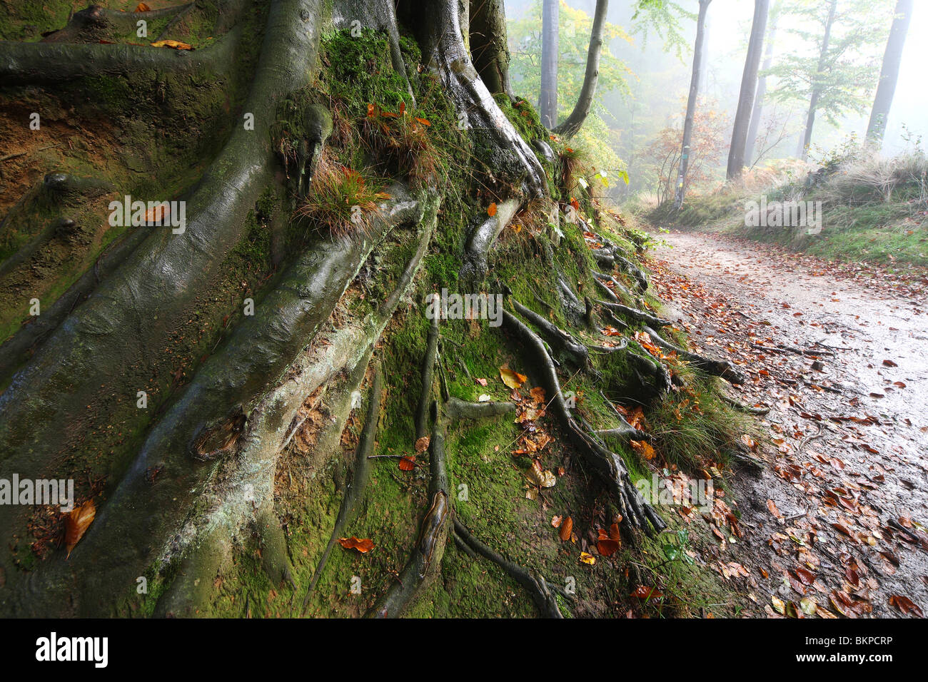 Roots of Beech (Fagus sylvatica) in forest in autumn, Belgium Stock ...