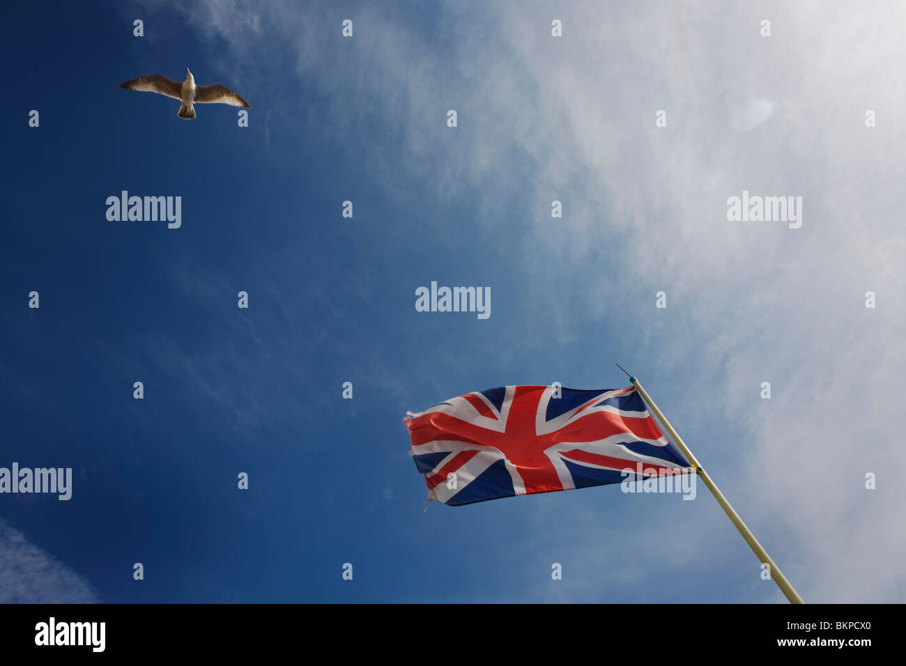 The British Union Jack Flag flies in a stiff breeze as a seagull wheels ...