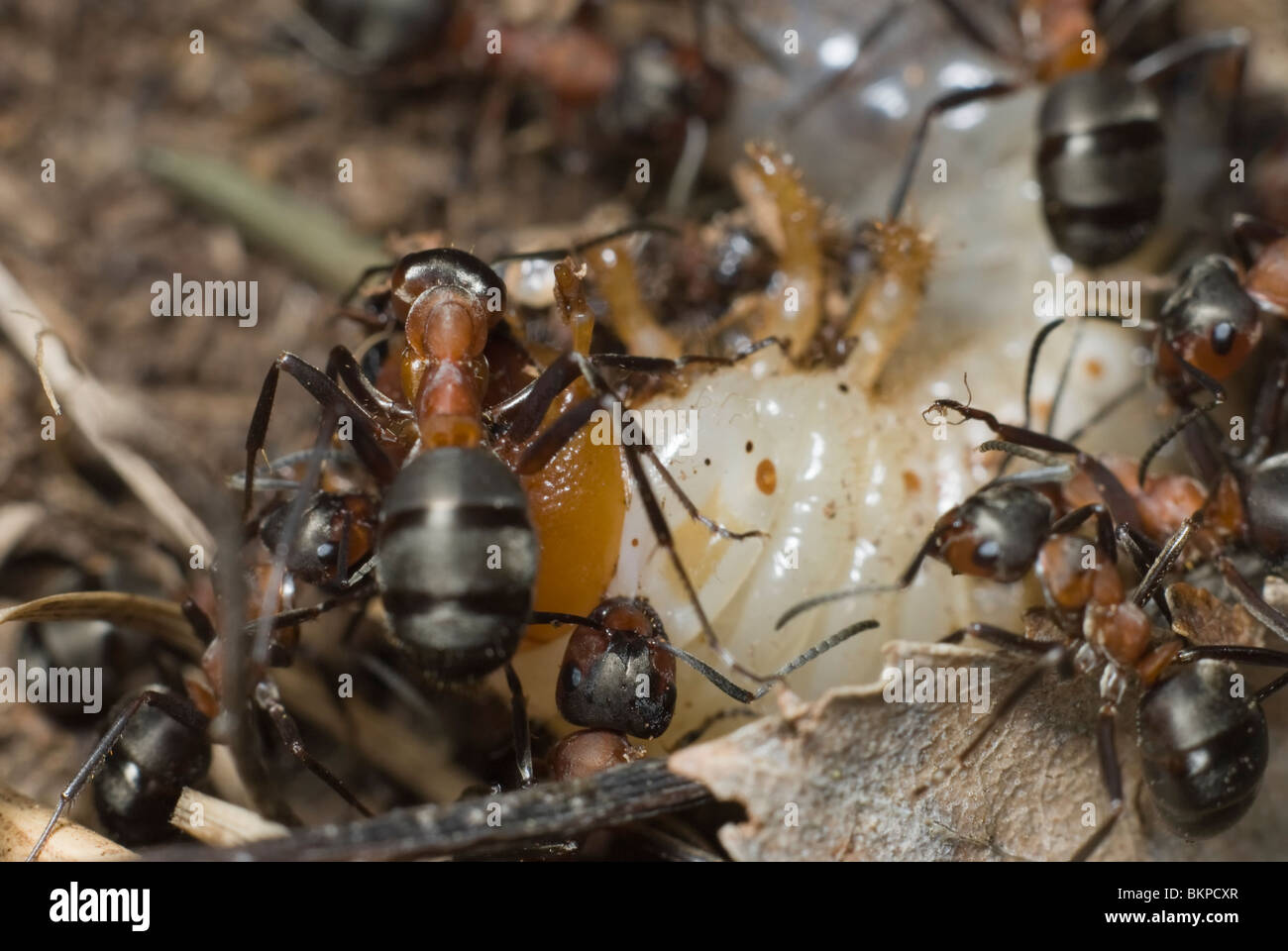 Ants killing the grub Stock Photo - Alamy