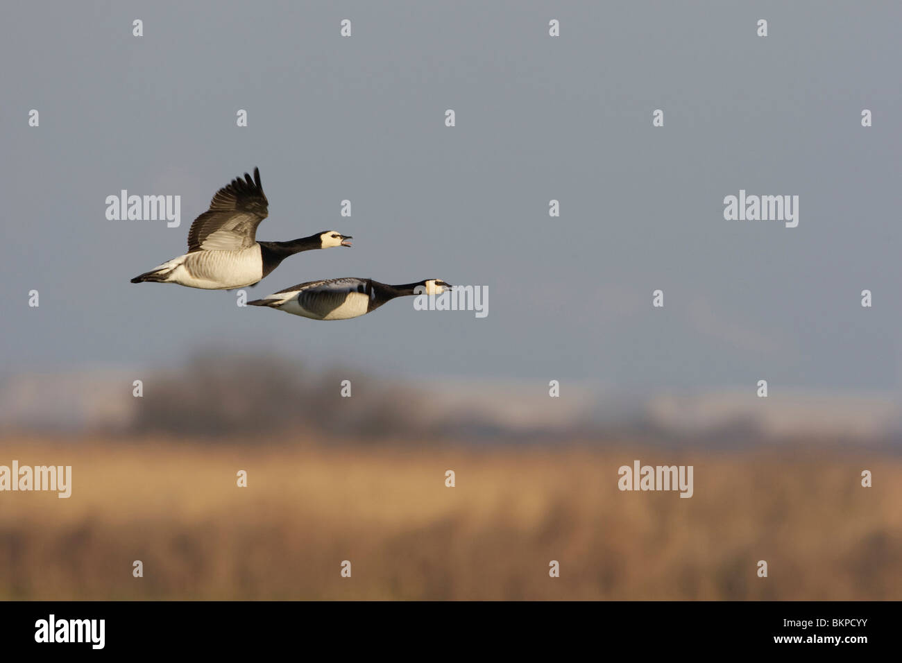 A flying pair of Barnacle Geese Stock Photo - Alamy
