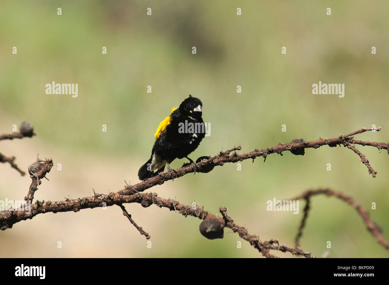 Yellow Bishop Euplectes capensis Stock Photo - Alamy