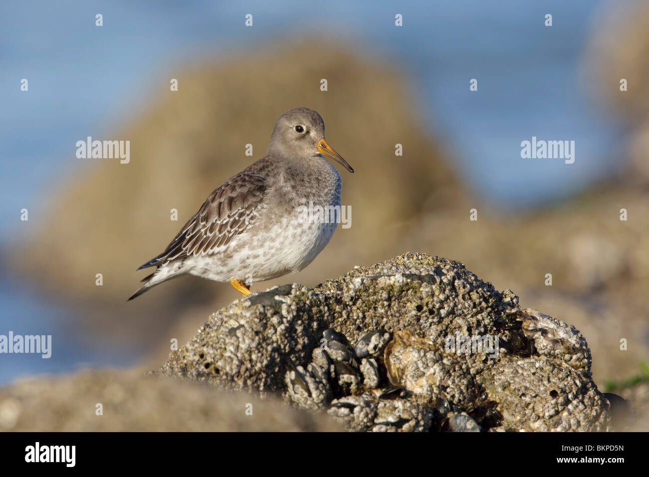 Stake out hi-res stock photography and images - Alamy