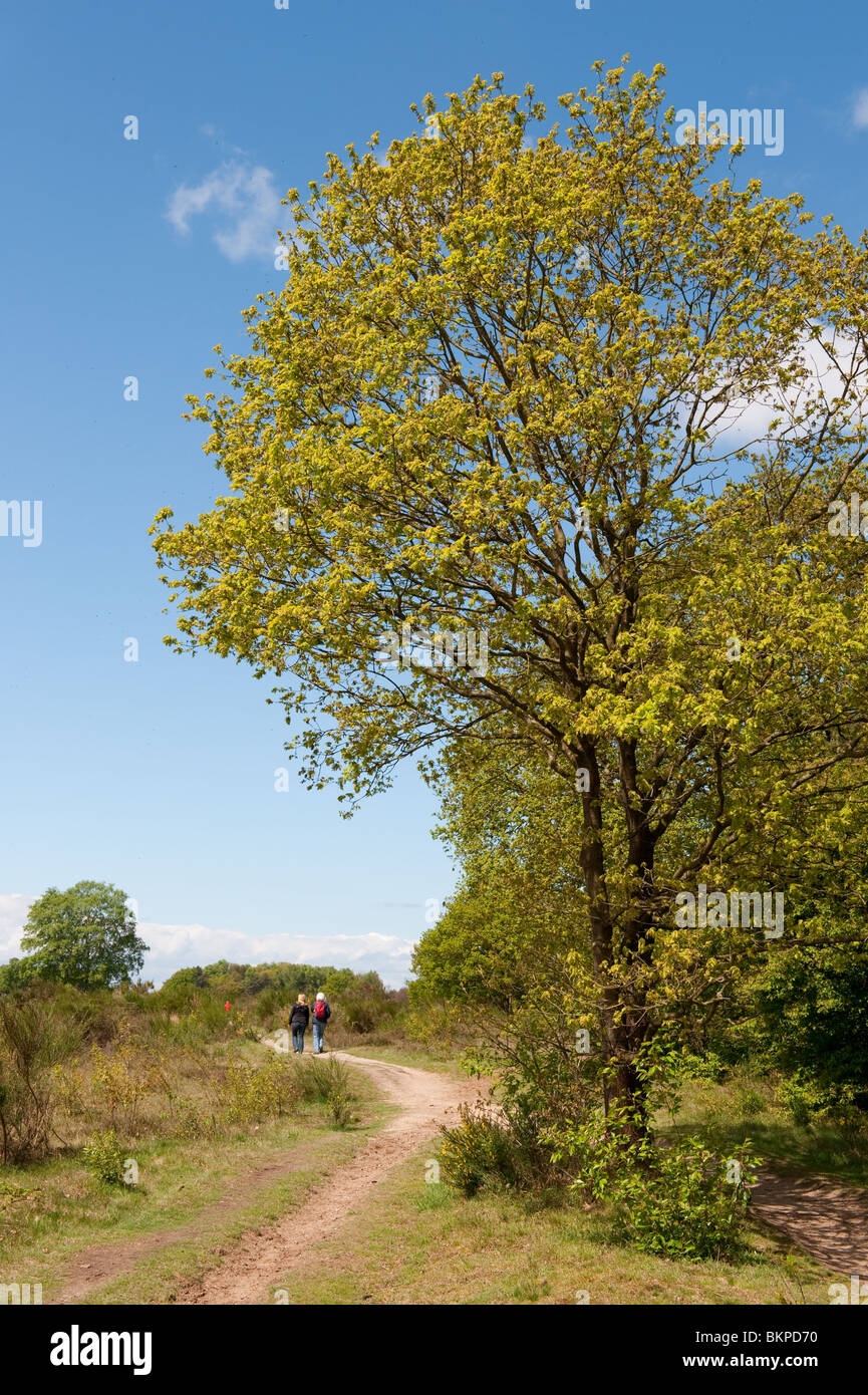 tree in nature landscape with walking people at spring Stock Photo - Alamy