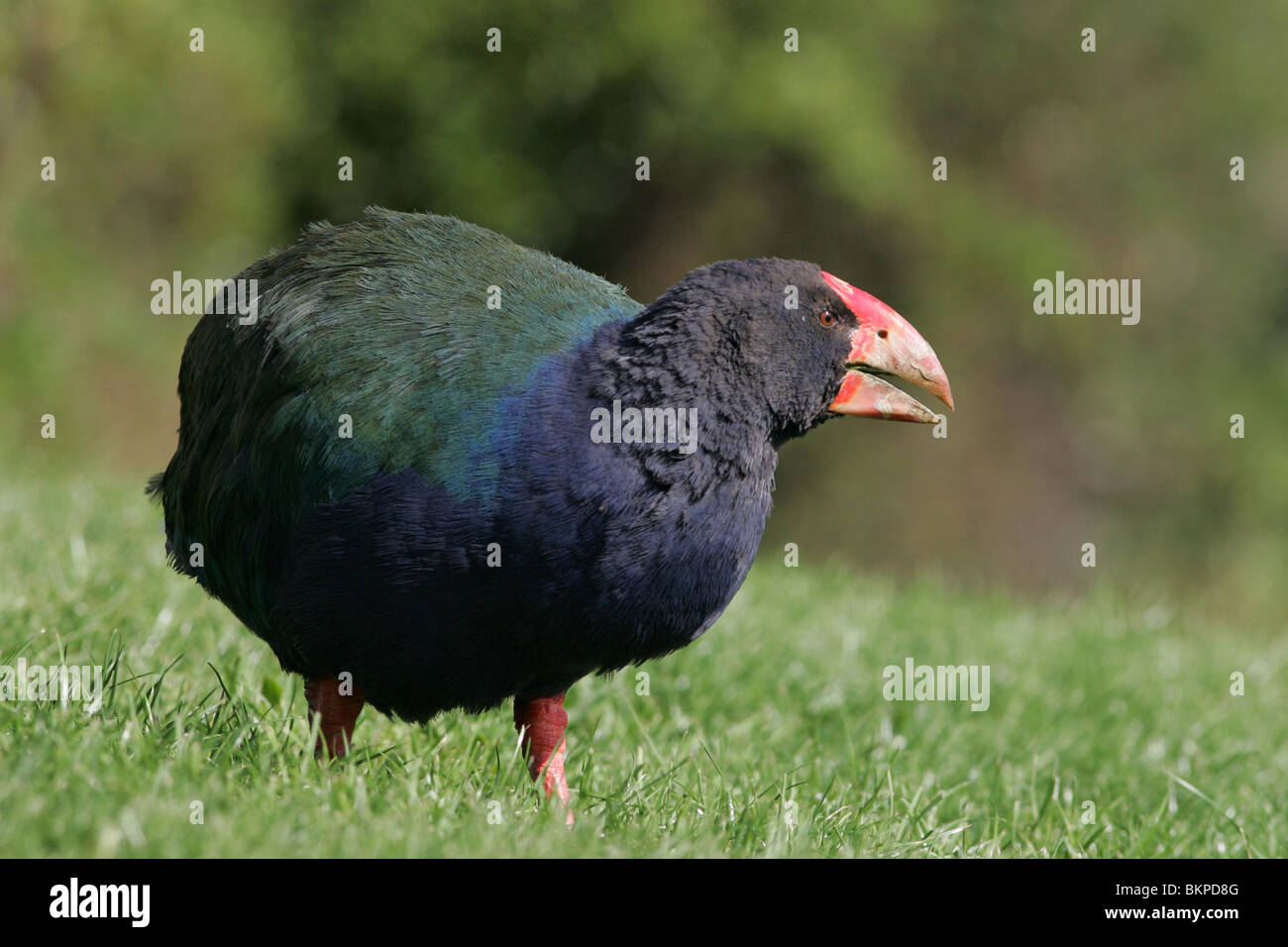 Mantelli hi-res stock photography and images - Alamy
