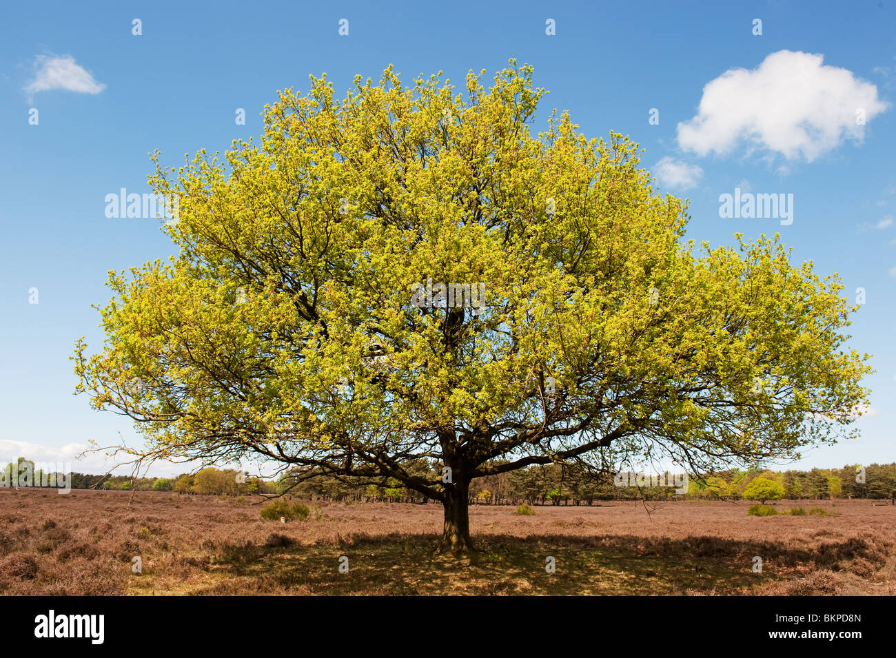 Beech tree in nature heather landscape at spring Stock Photo - Alamy