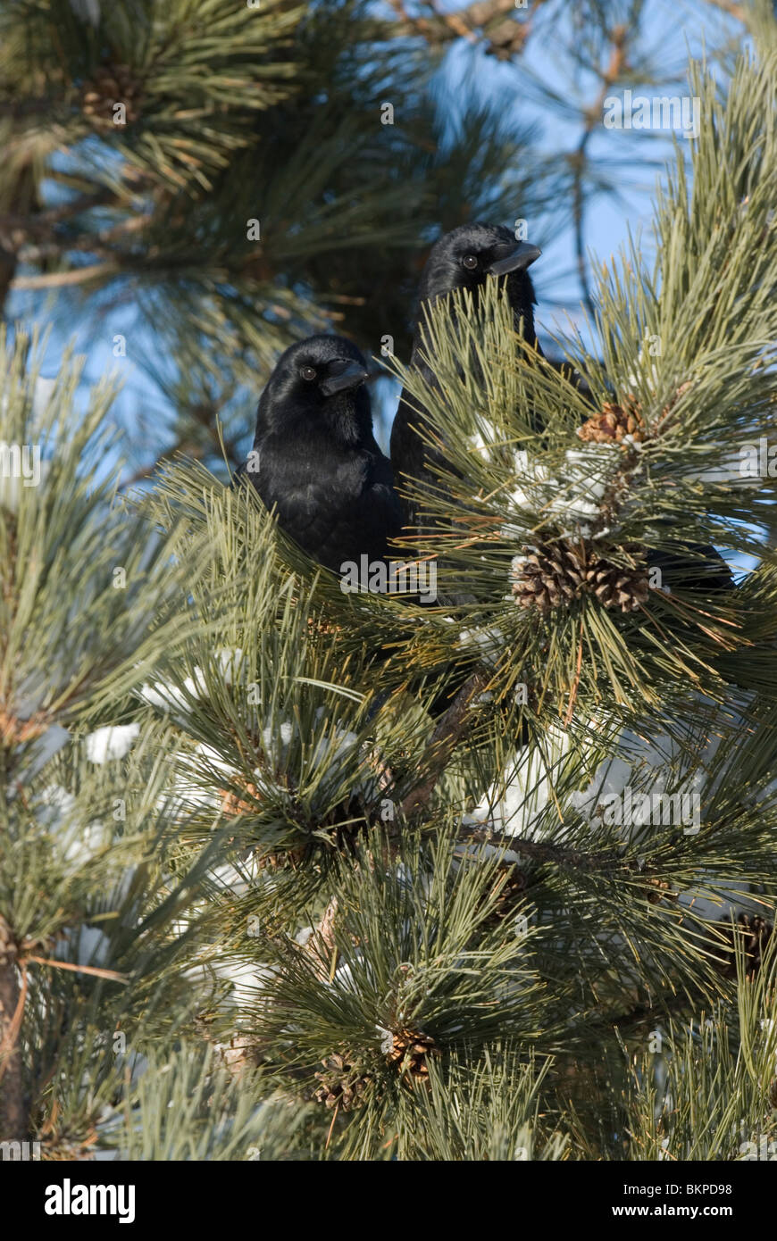 Black crows in red sky hi-res stock photography and images - Alamy
