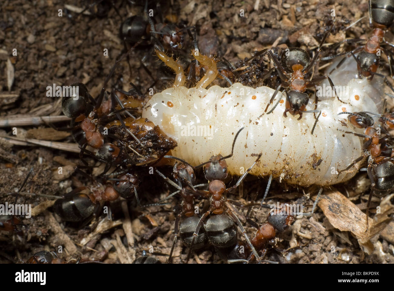 Ant Larva Stock Photos & Ant Larva Stock Images - Alamy